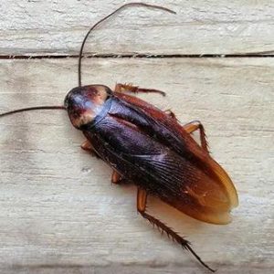 Jacksonville’s Complete Cockroach Control Guide - Trad's Pest Control