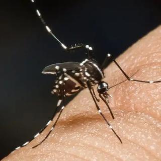 Pests 101 Archive - Trad's Pest Control