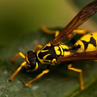 Pests 101 Archive - Trad's Pest Control