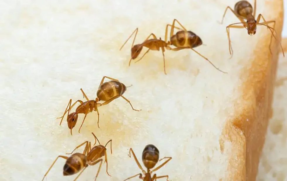 Ants - Trad's Pest Control