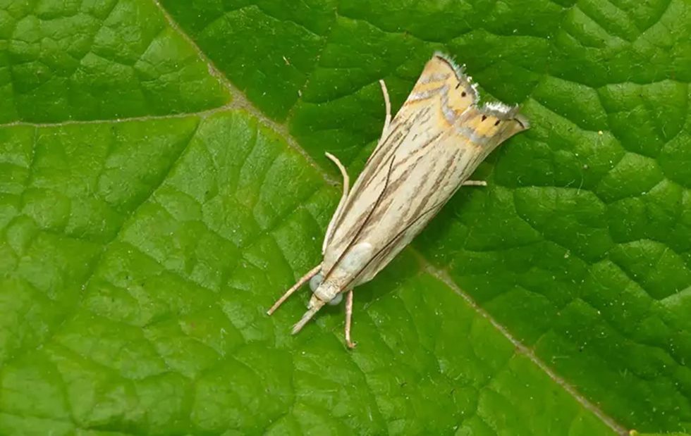 Sod Webworms - Trad's Pest Control