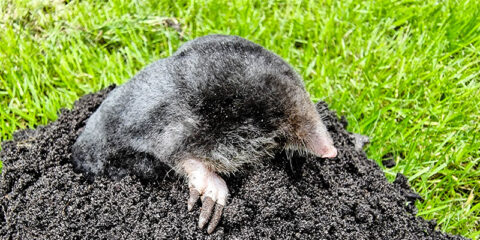 Ground Moles - What You Need to Know About these Very Destructive Pests ...