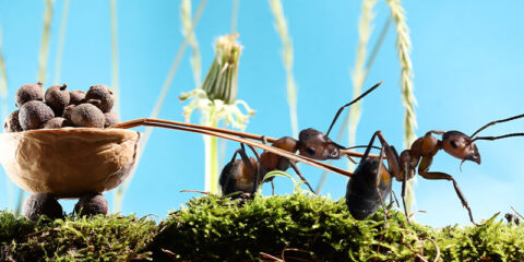 Prevent and Get Rid of Super Colony Ants - Trad's Pest Control