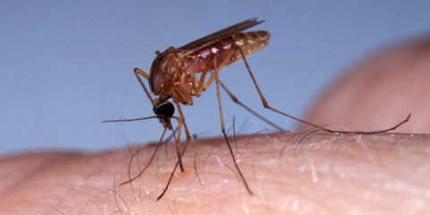 Best DIY Mosquito Control in Florida - Trad's Pest Control