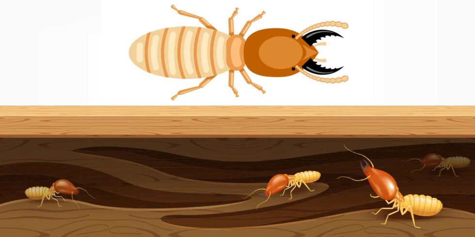 Can Termites Bite Humans? What Termites Are Really Capable Of - Trad's ...