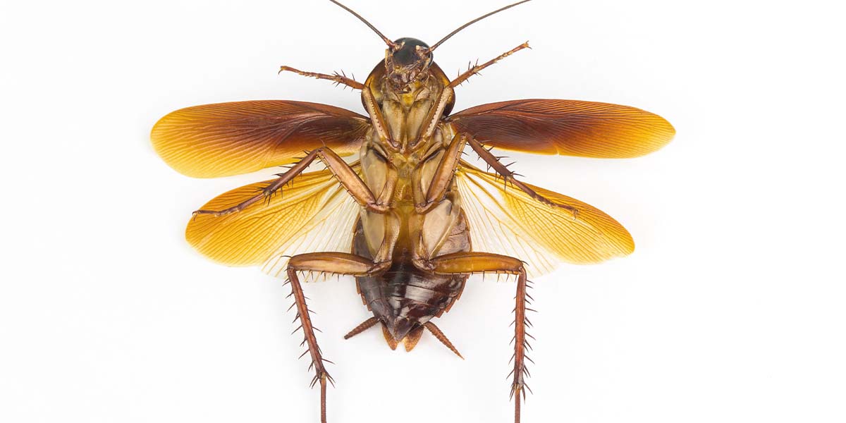 Can Roaches Fly? Here’s the Disturbing Truth You Need to Know - Trad's ...