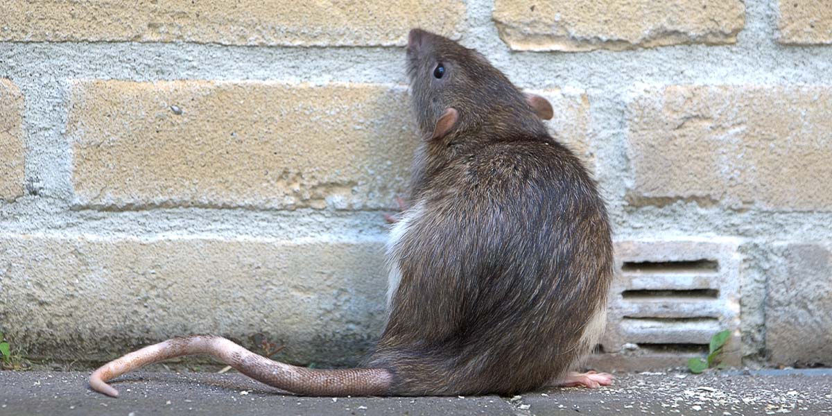 Can Rats Climb Walls? What Jacksonville Homeowners Need to Know - Trad ...