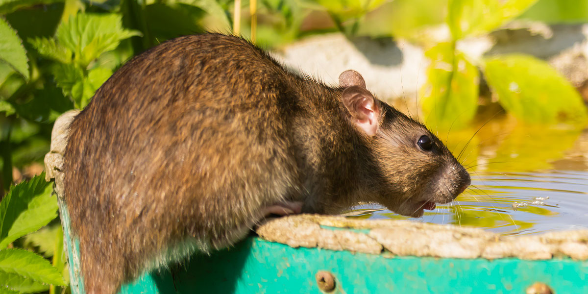 Can Rats Get Rabies - Trad's Pest Control
