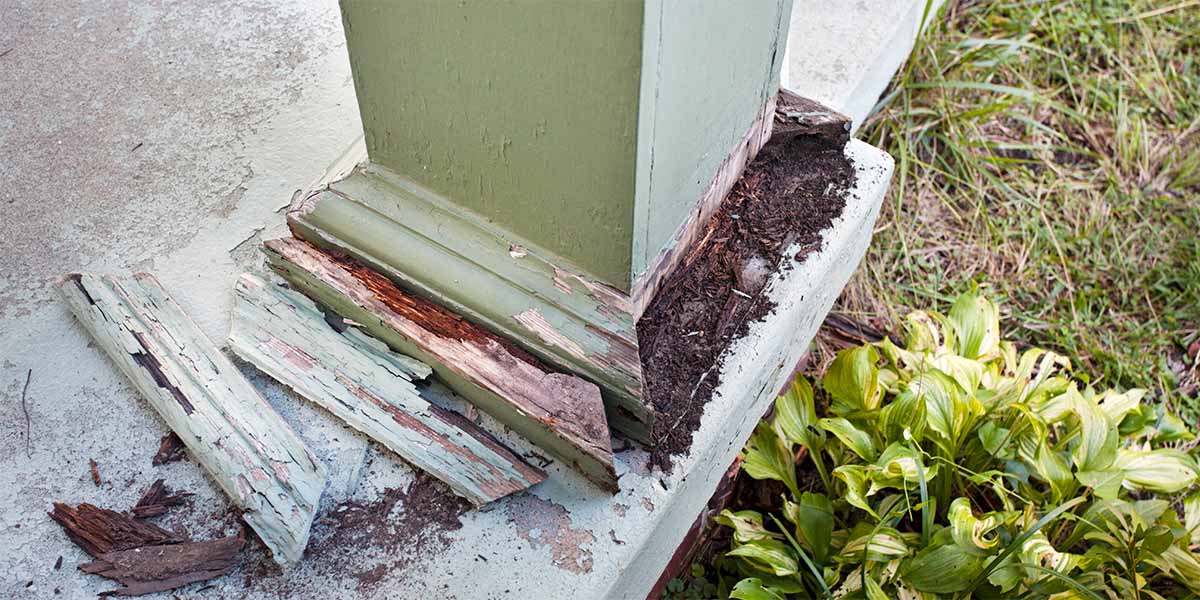 Termite Spray Treatments: What Jacksonville Homeowners Need to Know ...